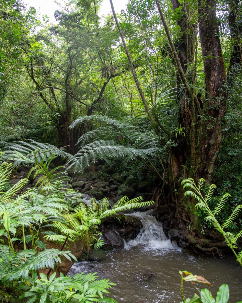 Oahu, Hawaii: Rainforests, Beaches, and Breathtaking Views | Nuts for Naan