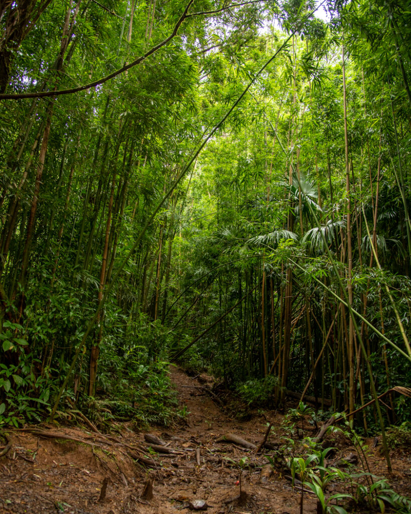 Oahu, Hawaii: Rainforests, Beaches, and Breathtaking Views | Nuts for Naan